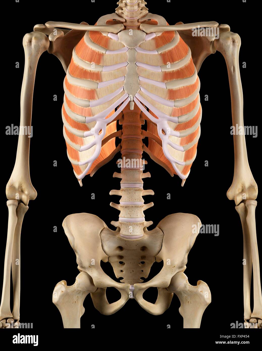 Ribs Anatomy Muscles
