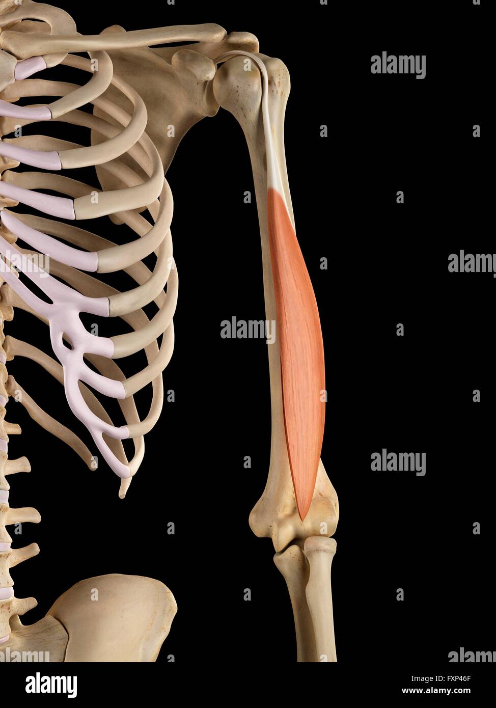 Human arm muscles, computer illustration Stock Photo - Alamy