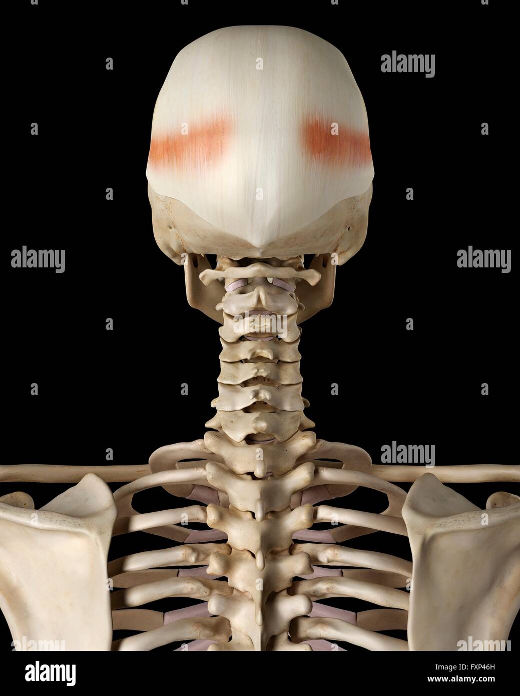 Human skull muscles, computer illustration Stock Photo - Alamy