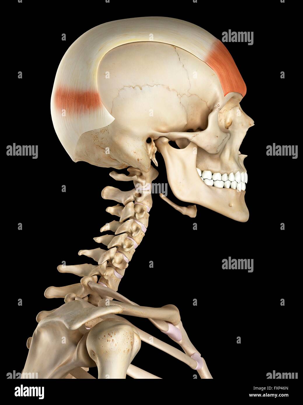 Human skull muscles, computer illustration Stock Photo - Alamy