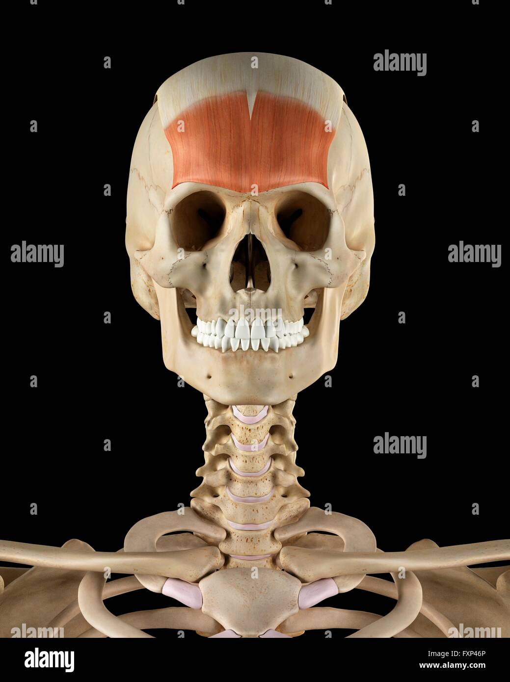 Human skull muscles, computer illustration Stock Photo - Alamy