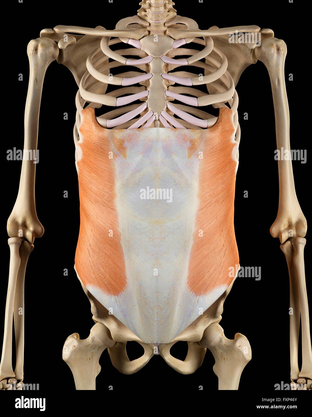 Human muscular system, computer illustration Stock Photo - Alamy