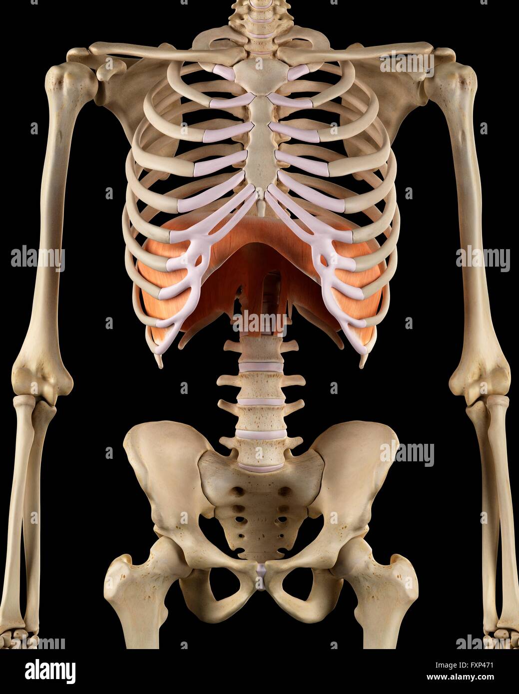 Human diaphragm hi-res stock photography and images - Alamy