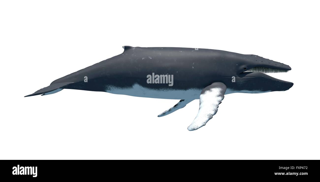 Humpback whale, computer illustration Stock Photo - Alamy