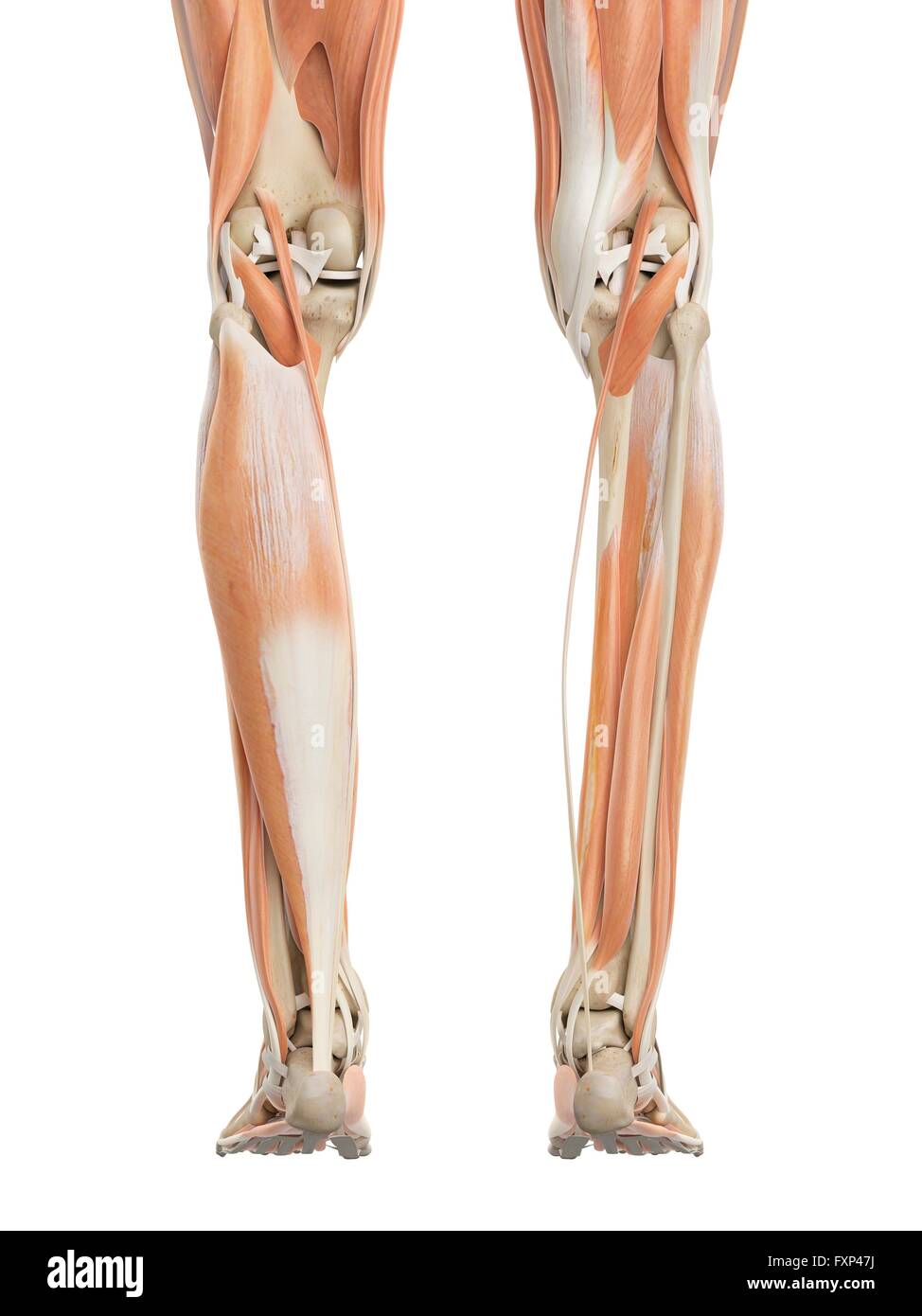 Anatomical muscles of the legs hi-res stock photography and images - Alamy