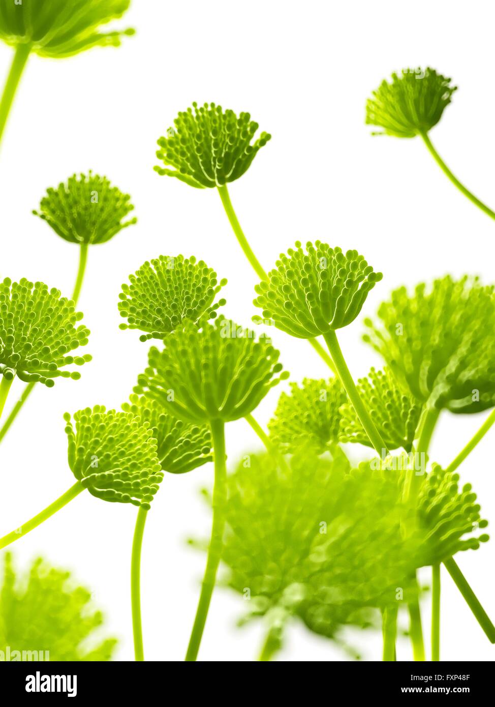 Aspergillus, computer illustration Stock Photo - Alamy