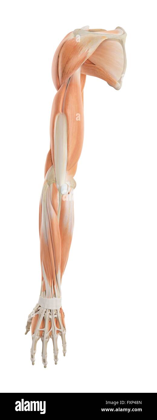 Human arm anatomy hi-res stock photography and images - Alamy
