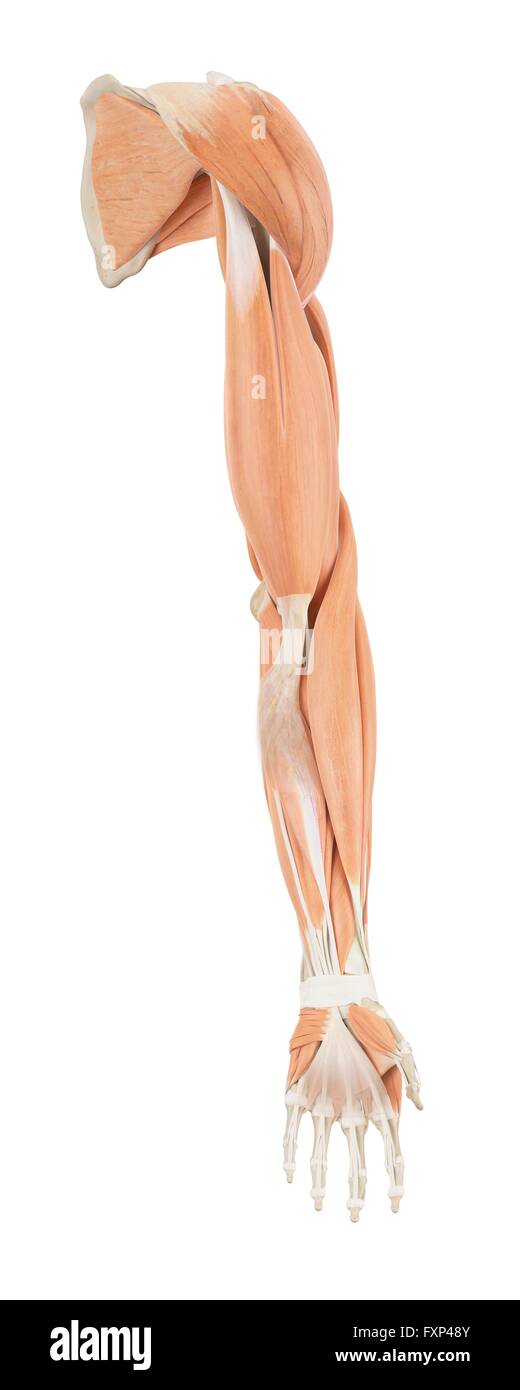 Human arm anatomy hi-res stock photography and images - Alamy