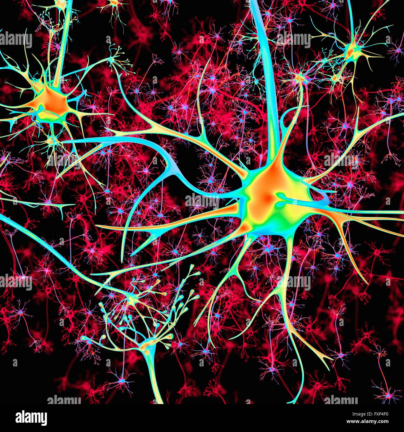 Neuron, computer illustration Stock Photo - Alamy