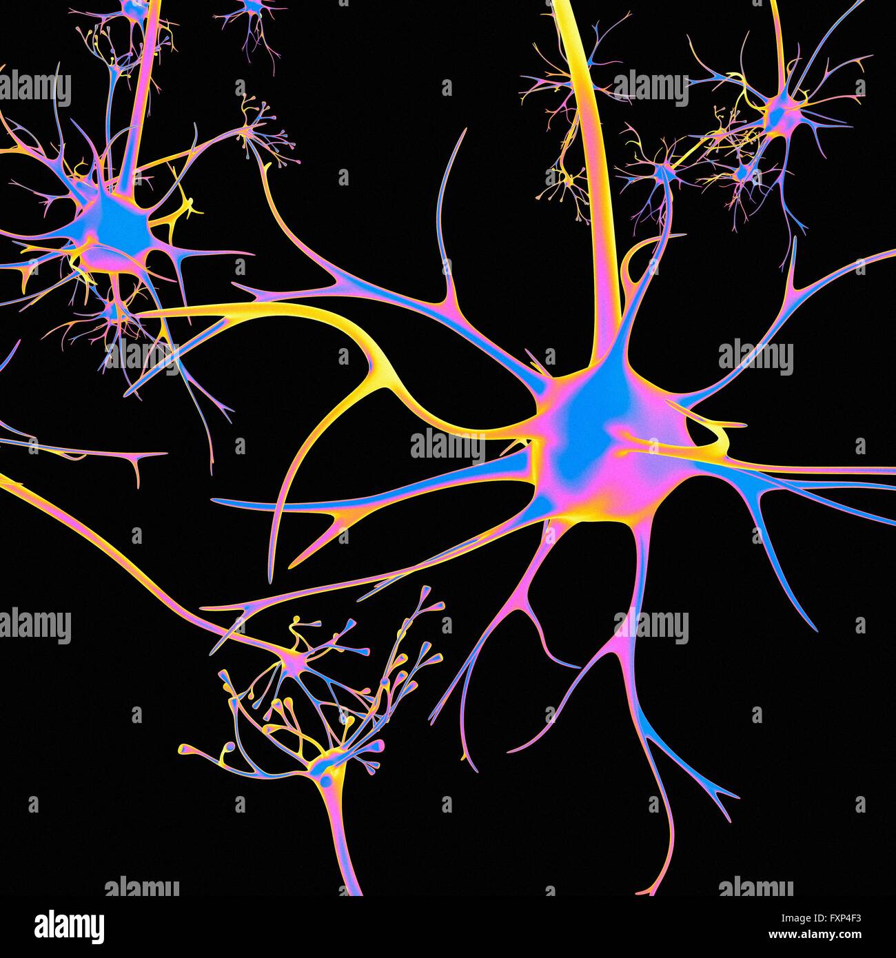 Neuron, computer illustration Stock Photo - Alamy