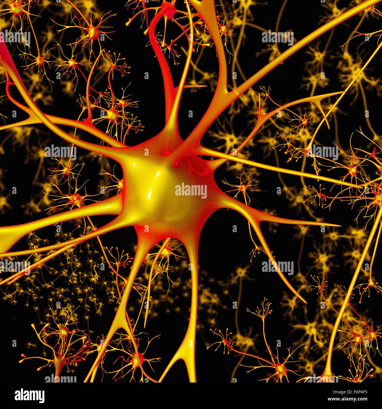 Neuron, computer illustration Stock Photo - Alamy