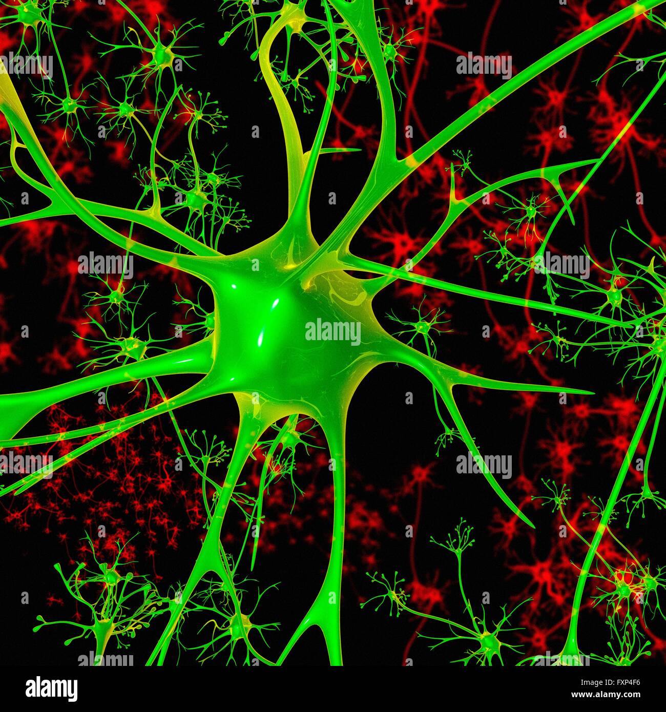 Neuron, computer illustration Stock Photo - Alamy