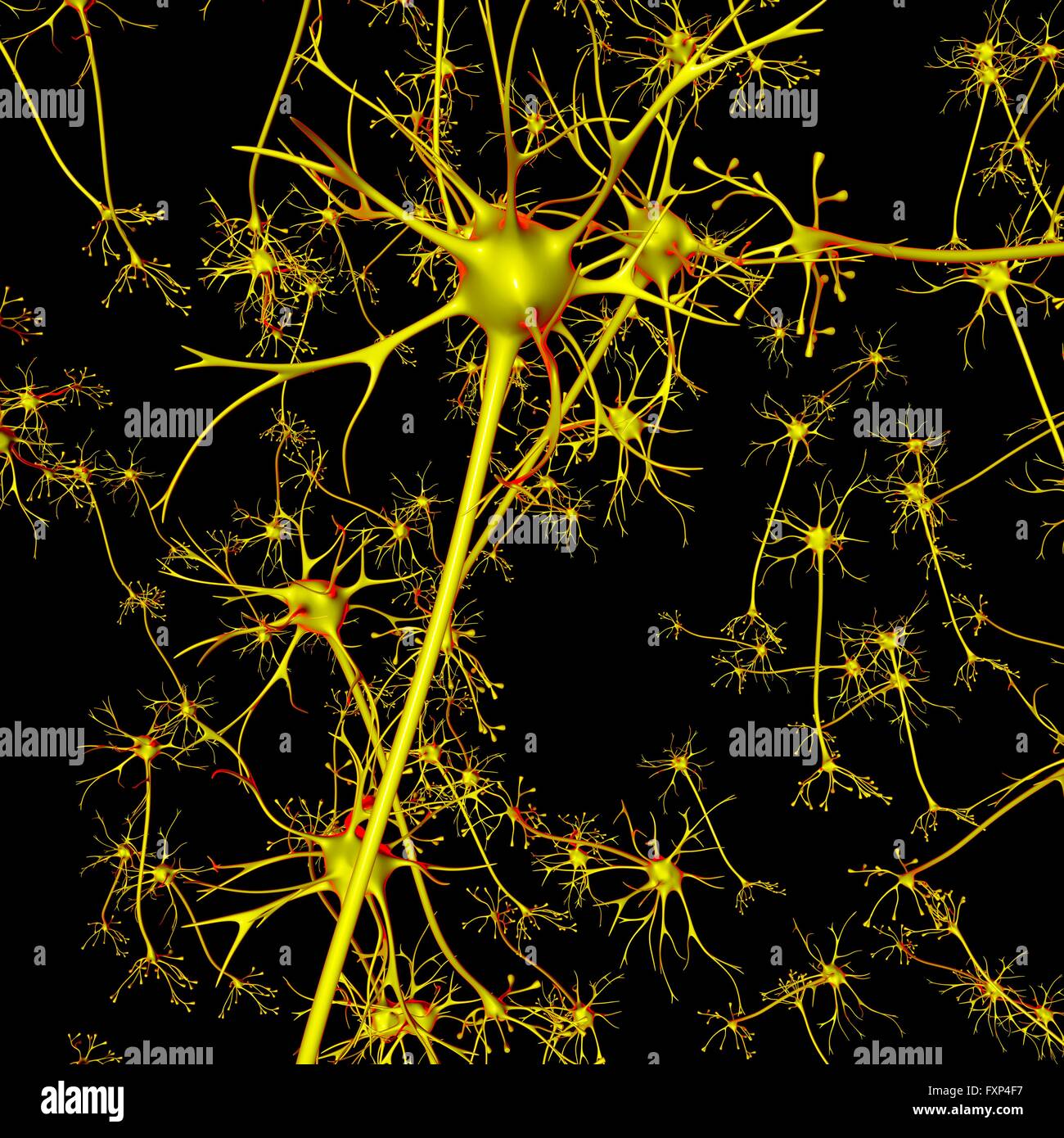 Neuron, computer illustration Stock Photo - Alamy