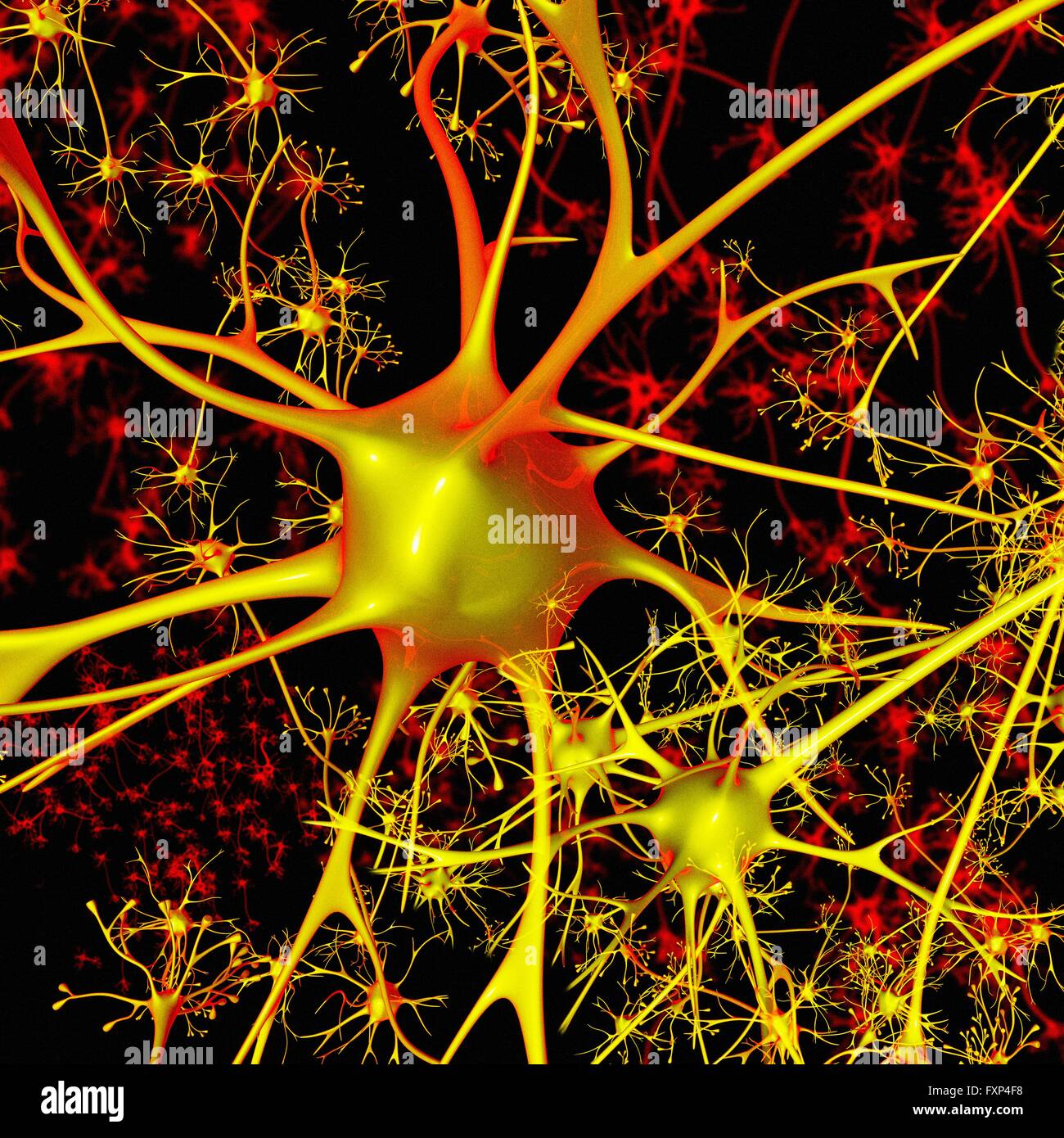 Neuron, computer illustration Stock Photo - Alamy