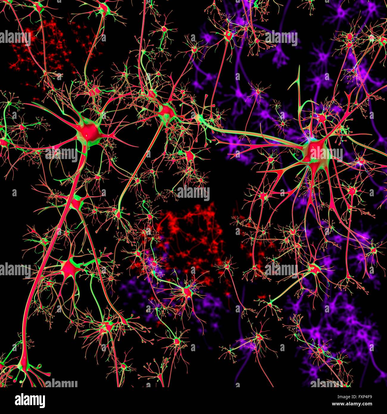 Neuron, computer illustration Stock Photo - Alamy