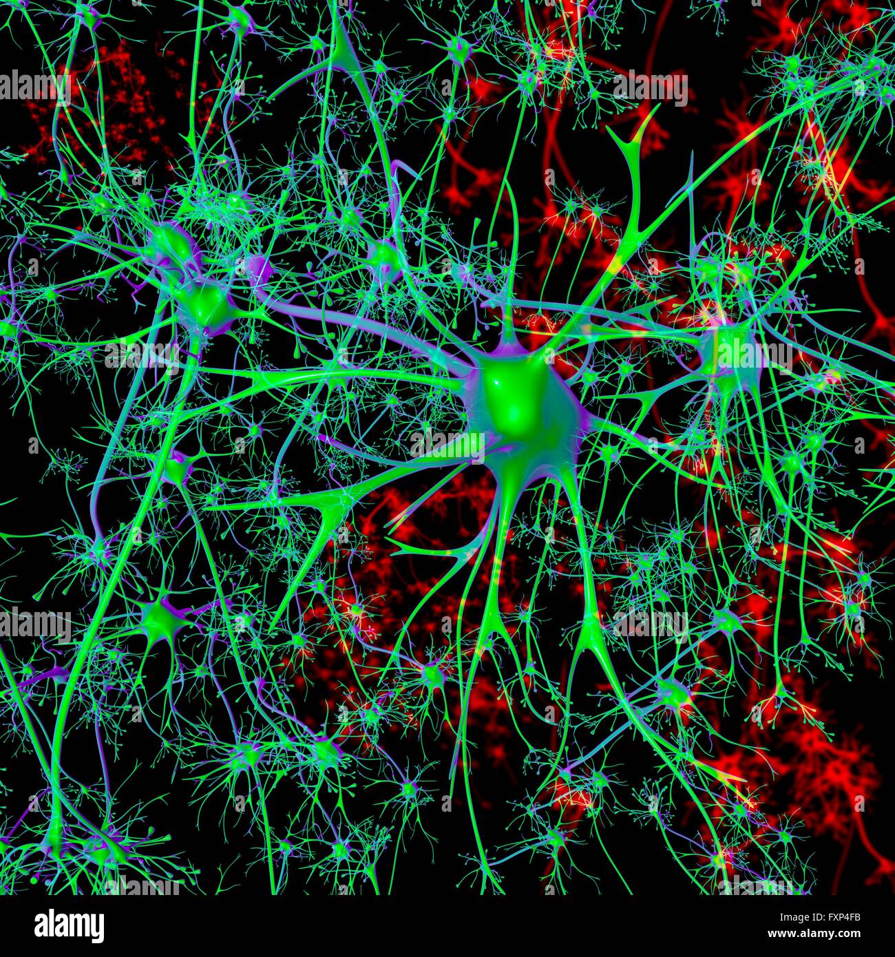 Neuron, computer illustration Stock Photo - Alamy