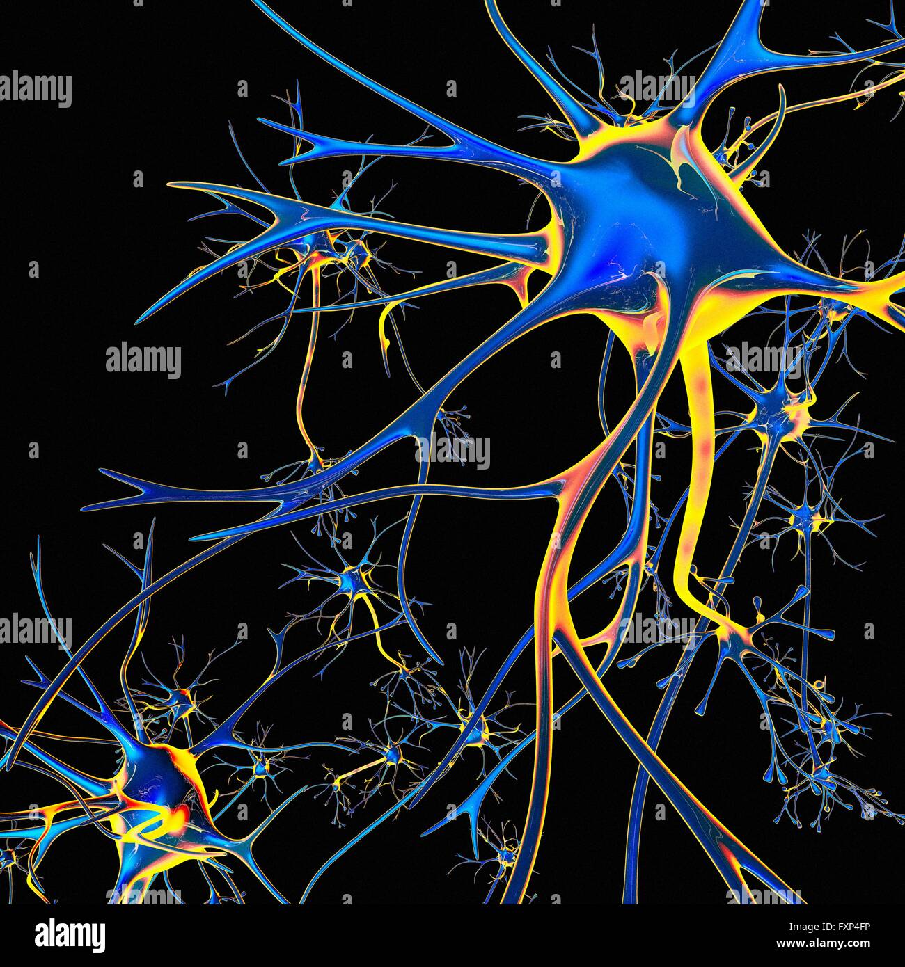 Neuron, computer illustration Stock Photo - Alamy