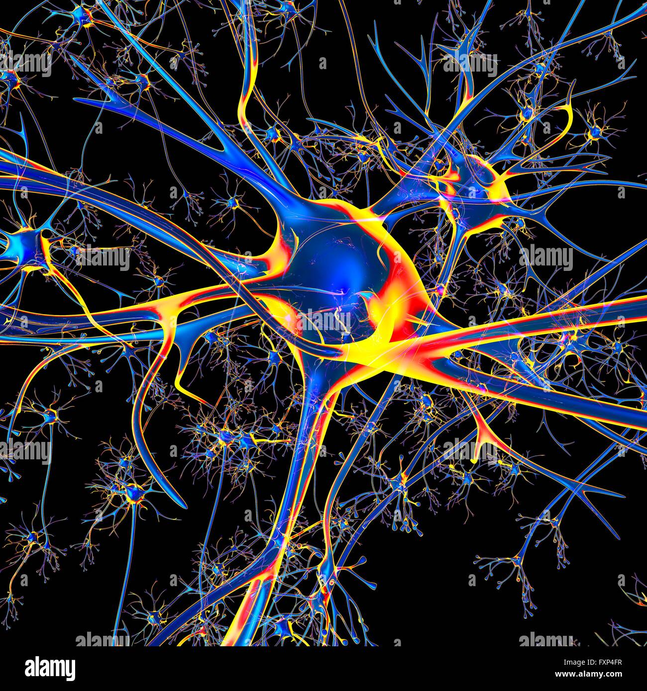 Neuron, computer illustration Stock Photo - Alamy