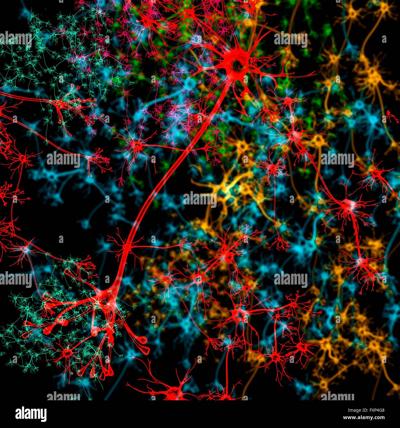 Neuron, computer illustration Stock Photo - Alamy
