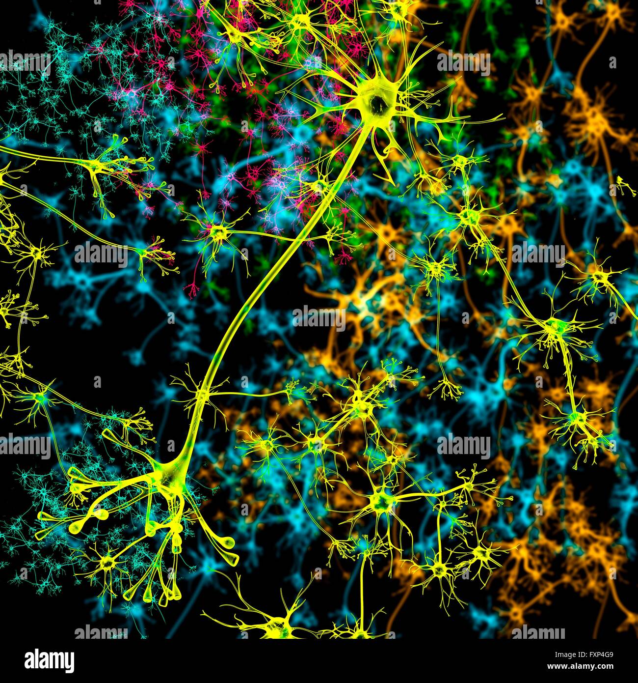 Neuron, computer illustration Stock Photo - Alamy