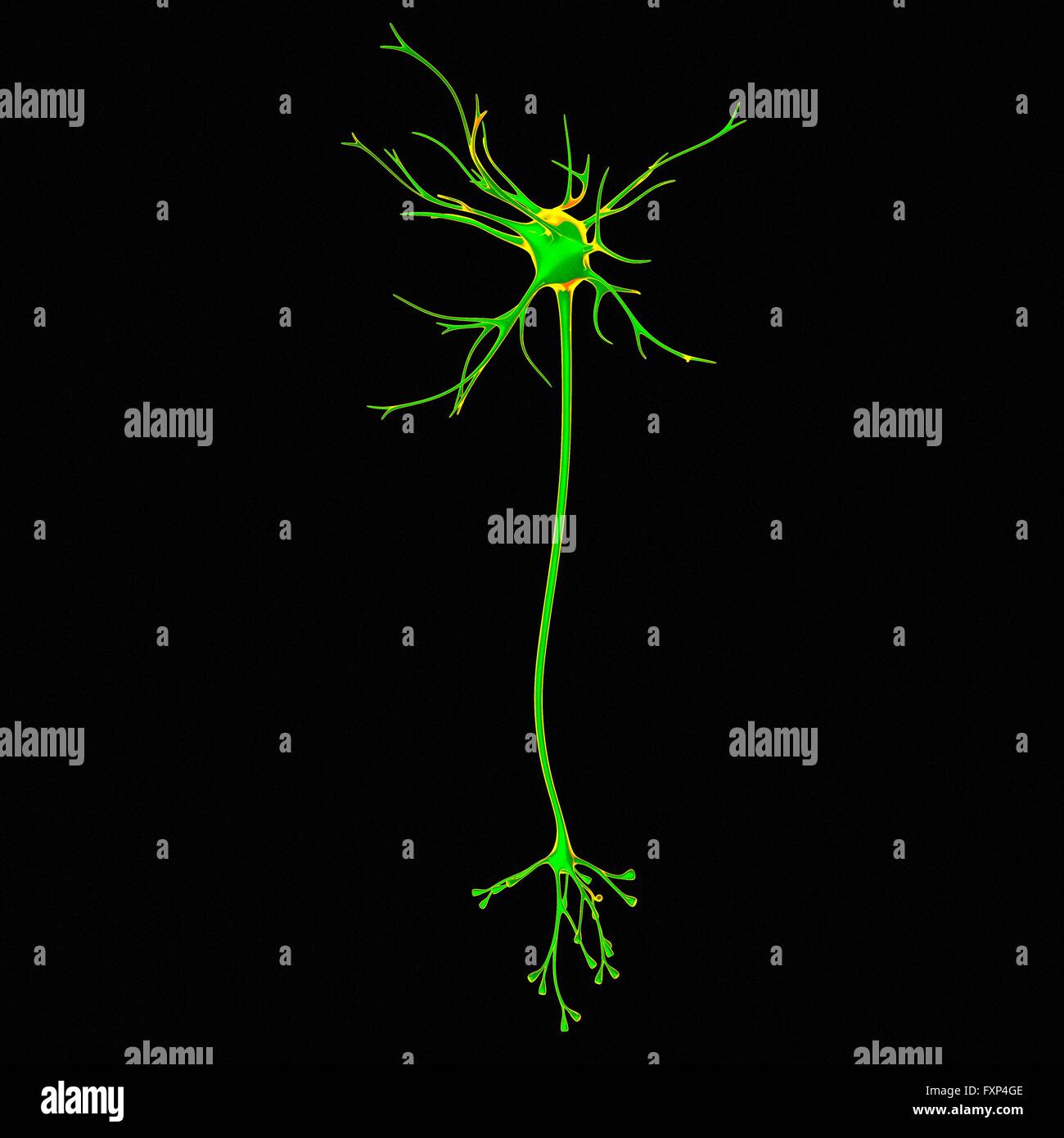 Neuron, computer illustration Stock Photo - Alamy
