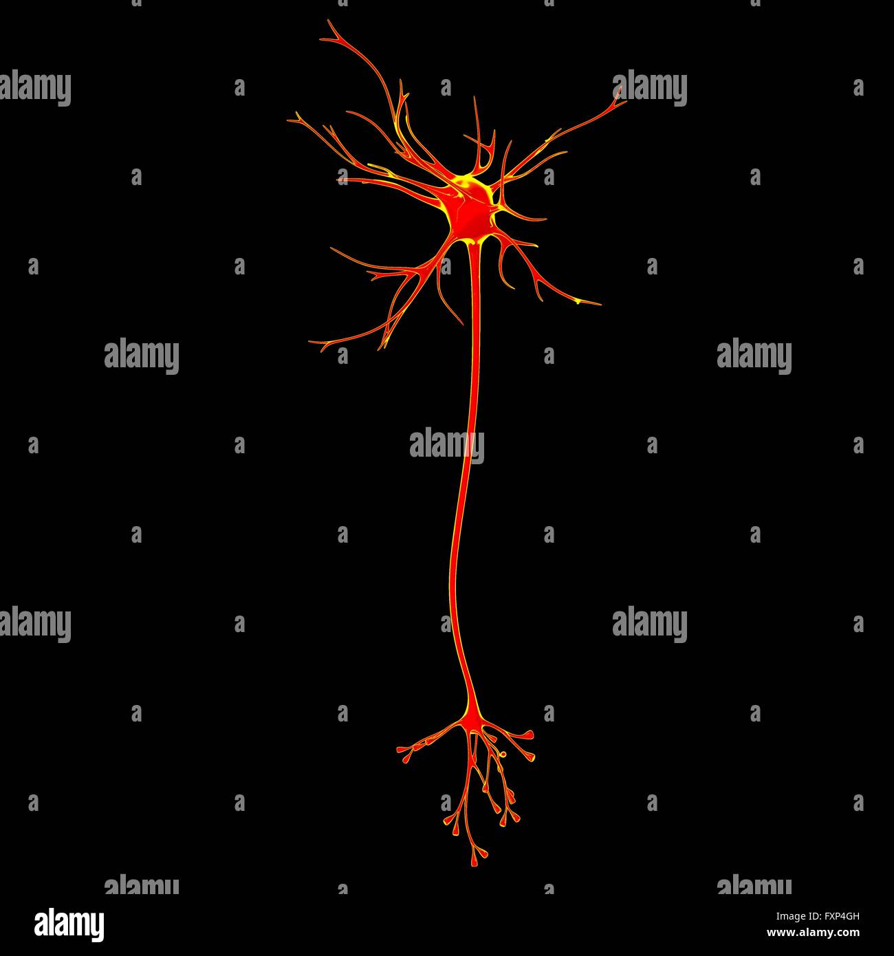 Neuron, computer illustration Stock Photo - Alamy