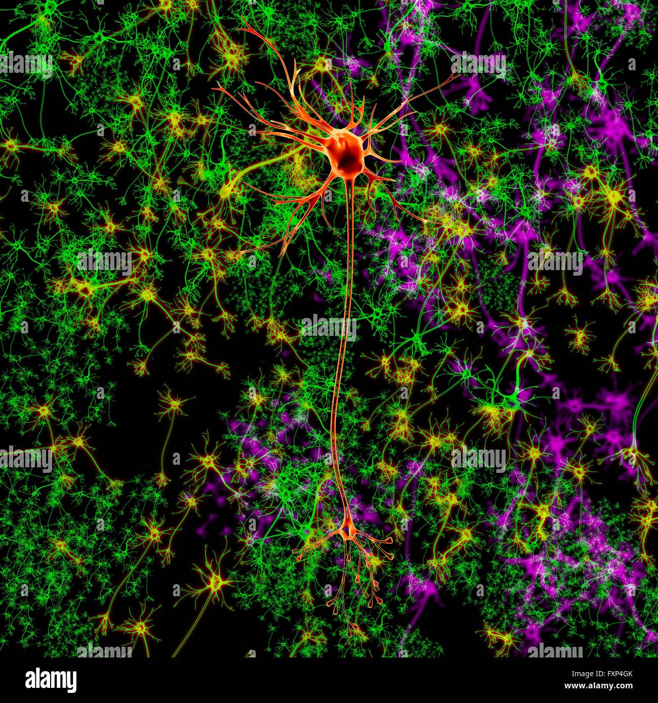 Neuron, computer illustration Stock Photo - Alamy