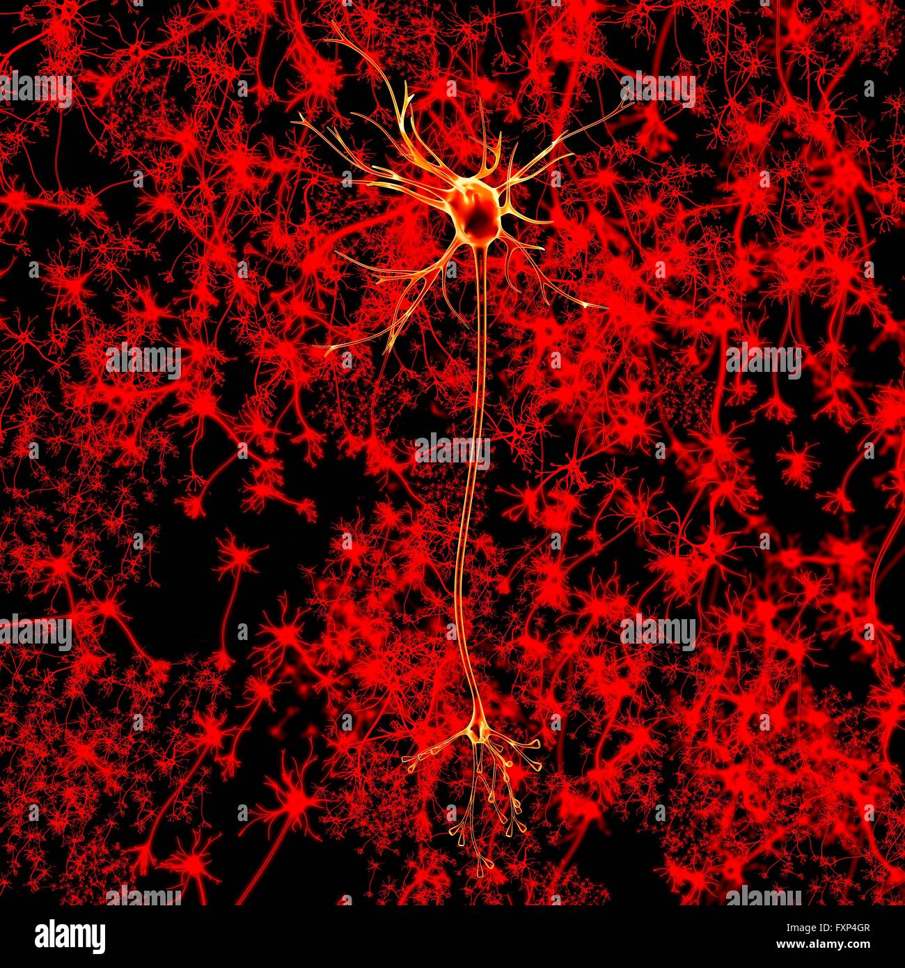 Red neuron hi-res stock photography and images - Alamy