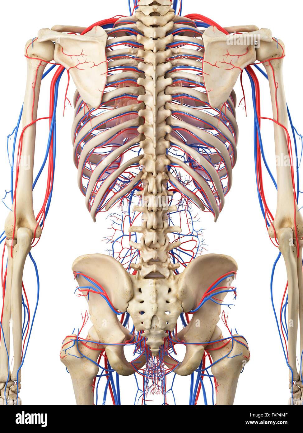 Human vascular system, computer illustration Stock Photo - Alamy