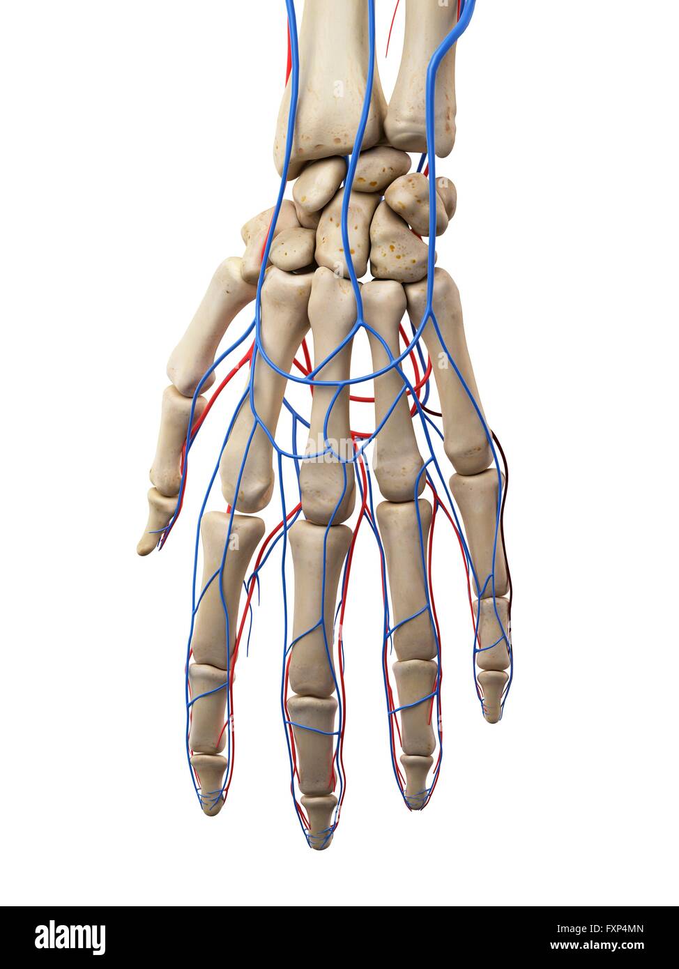 Arteries, veins hi-res stock photography and images - Alamy