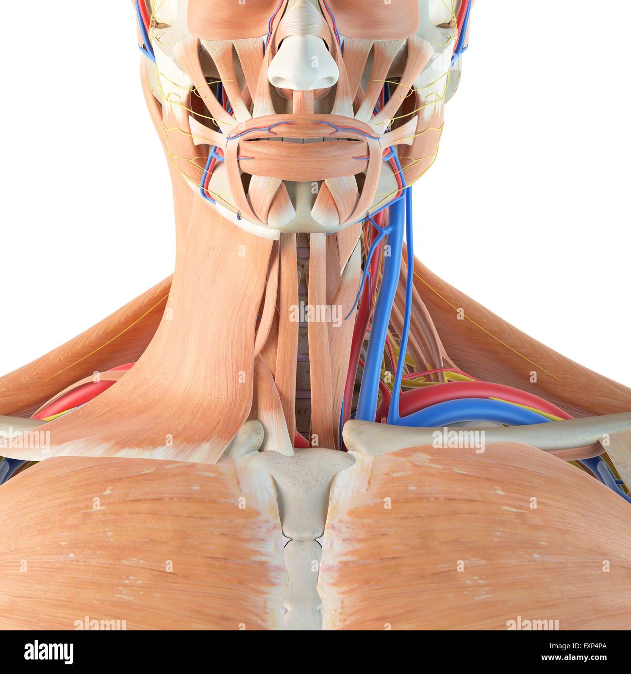 Human anatomy of the neck, computer illustration Stock Photo - Alamy