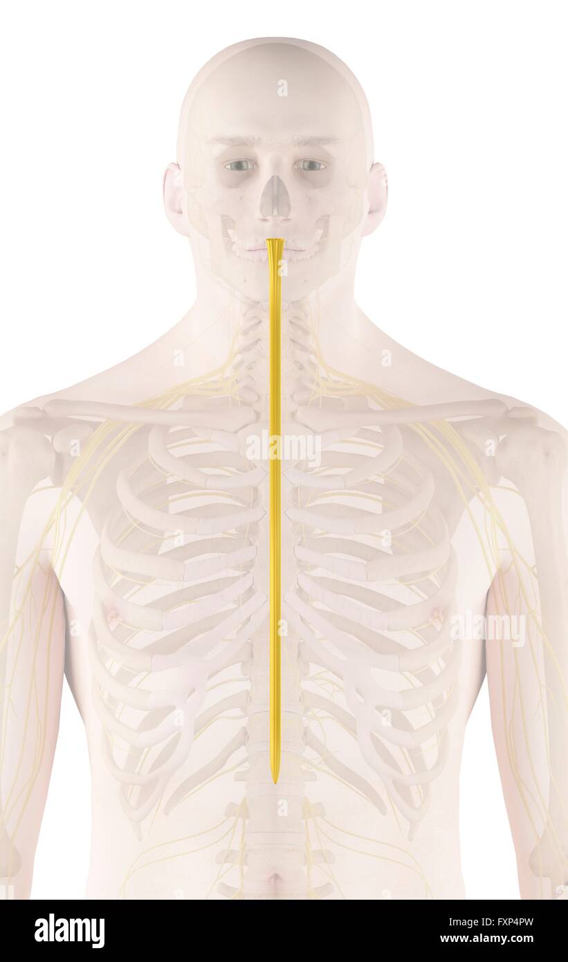Human spinal cord, computer illustration Stock Photo - Alamy