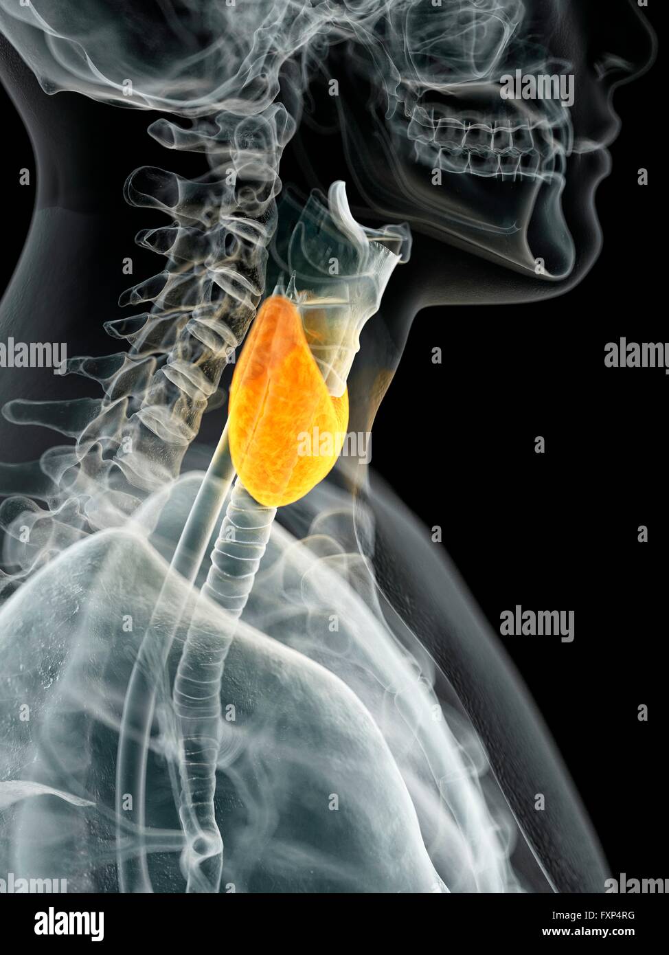 Human thyroid, computer illustration Stock Photo - Alamy