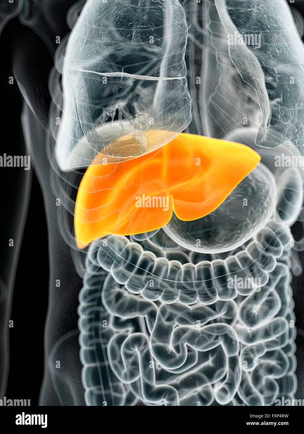Human liver, computer illustration Stock Photo - Alamy