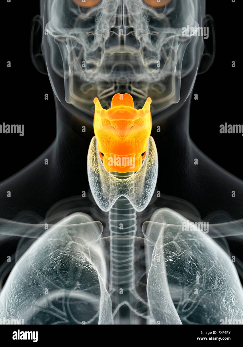 Human larynx hi-res stock photography and images - Alamy