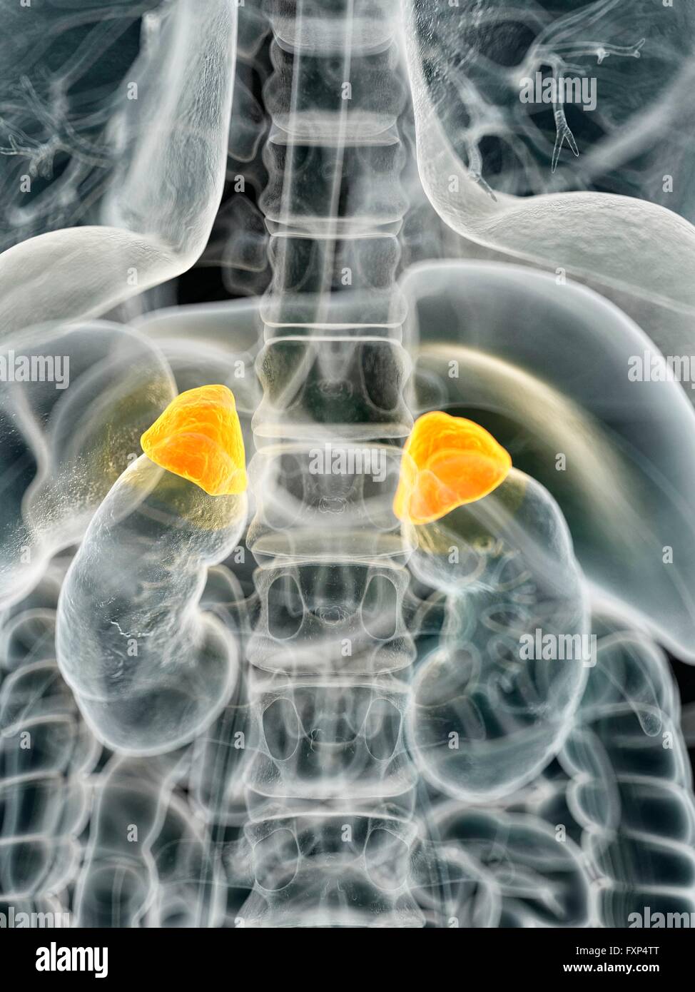 Adrenal glands hi-res stock photography and images - Alamy