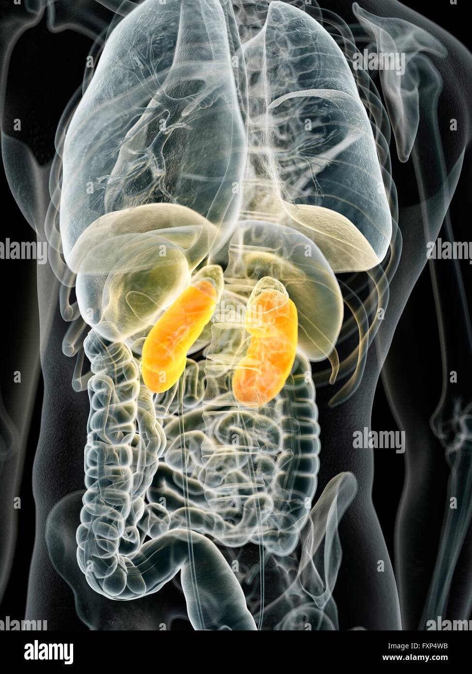 Human kidneys, computer illustration Stock Photo - Alamy