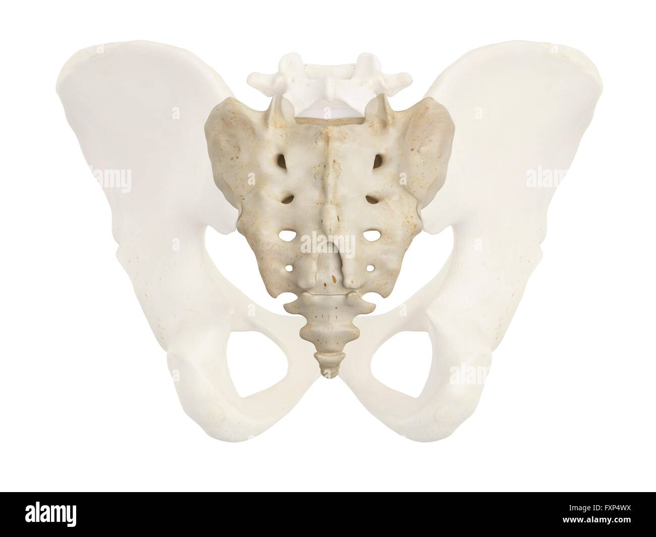 Pelvis illustration Cut Out Stock Images & Pictures - Alamy