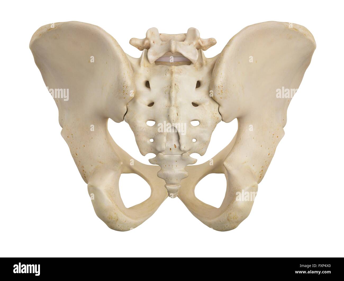 Pelvis illustration Cut Out Stock Images & Pictures - Alamy