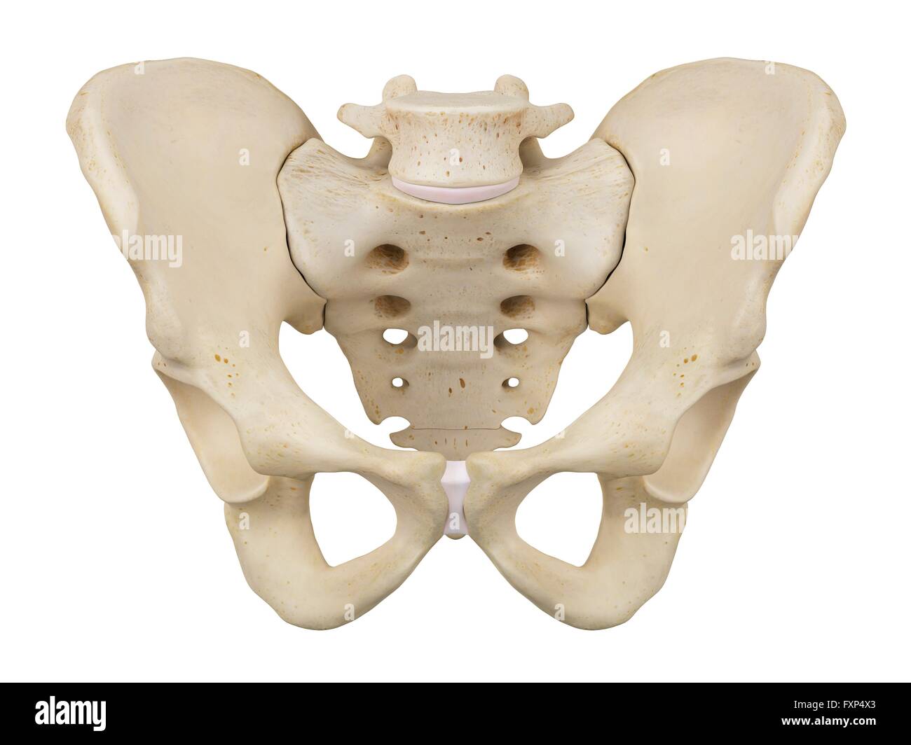 Human pelvis, computer illustration Stock Photo - Alamy