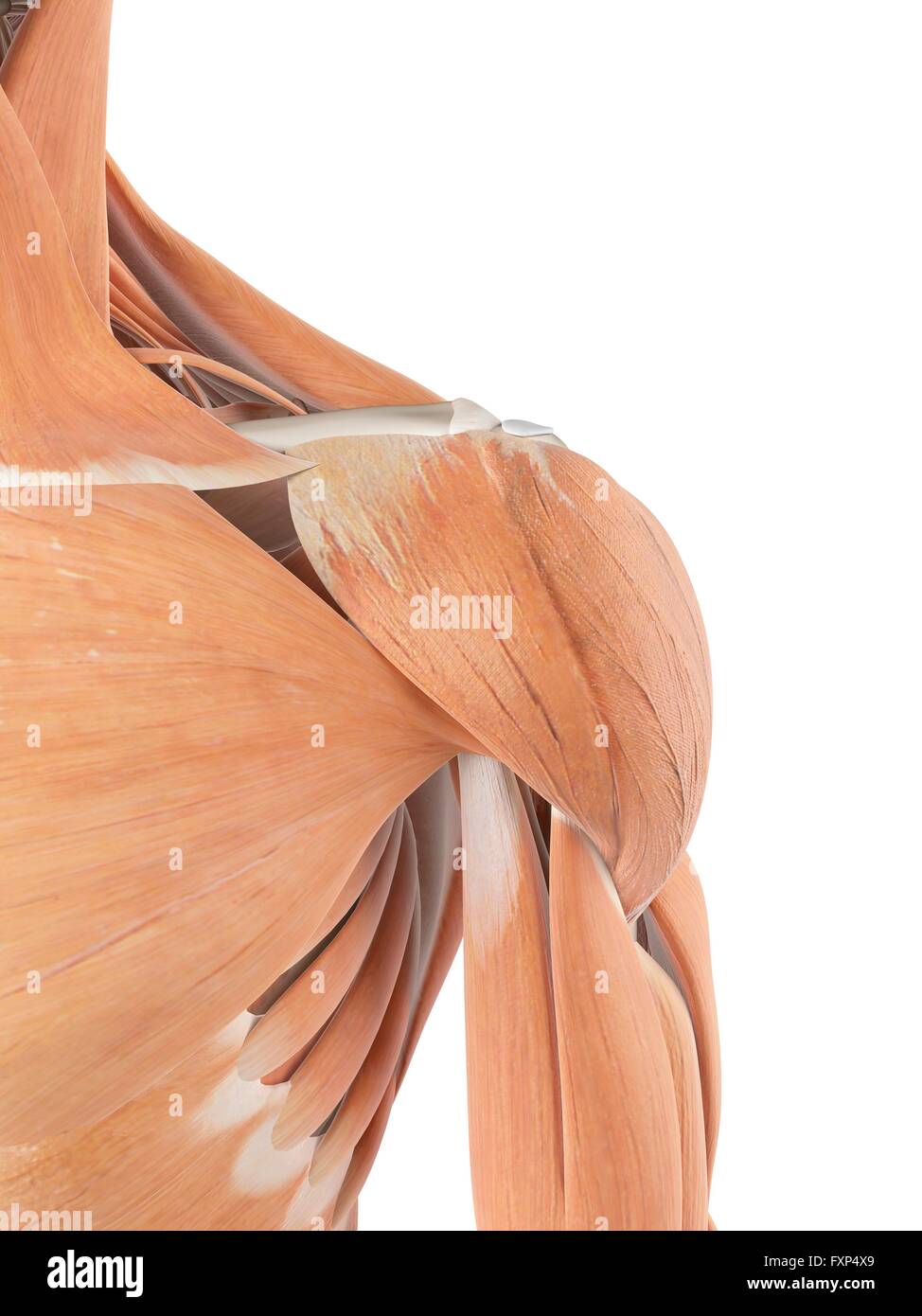 Human shoulder anatomy, computer illustration Stock Photo - Alamy