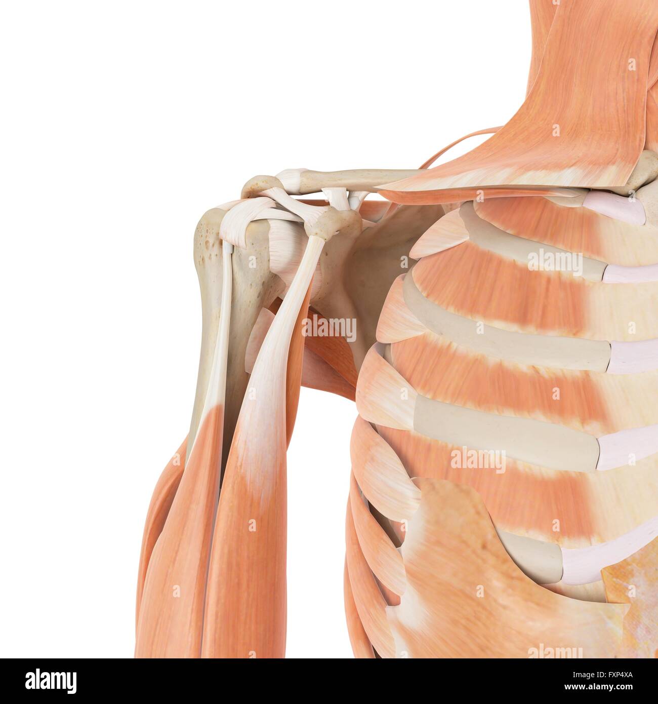 Human shoulder anatomy hi-res stock photography and images - Alamy