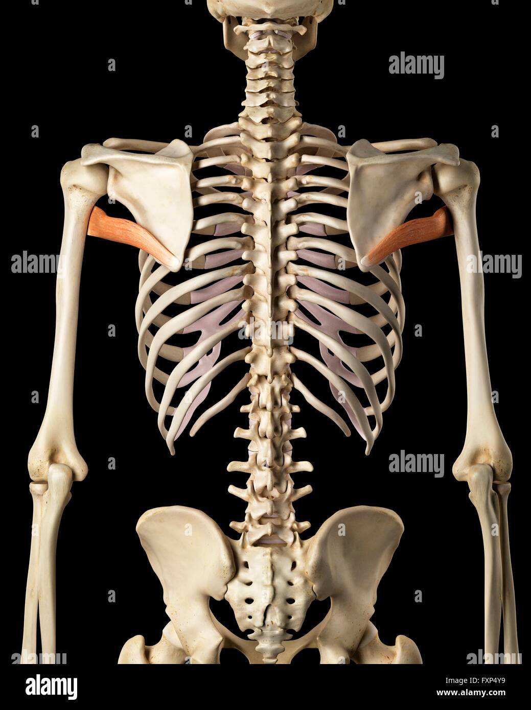 Human shoulder muscles, computer illustration Stock Photo - Alamy