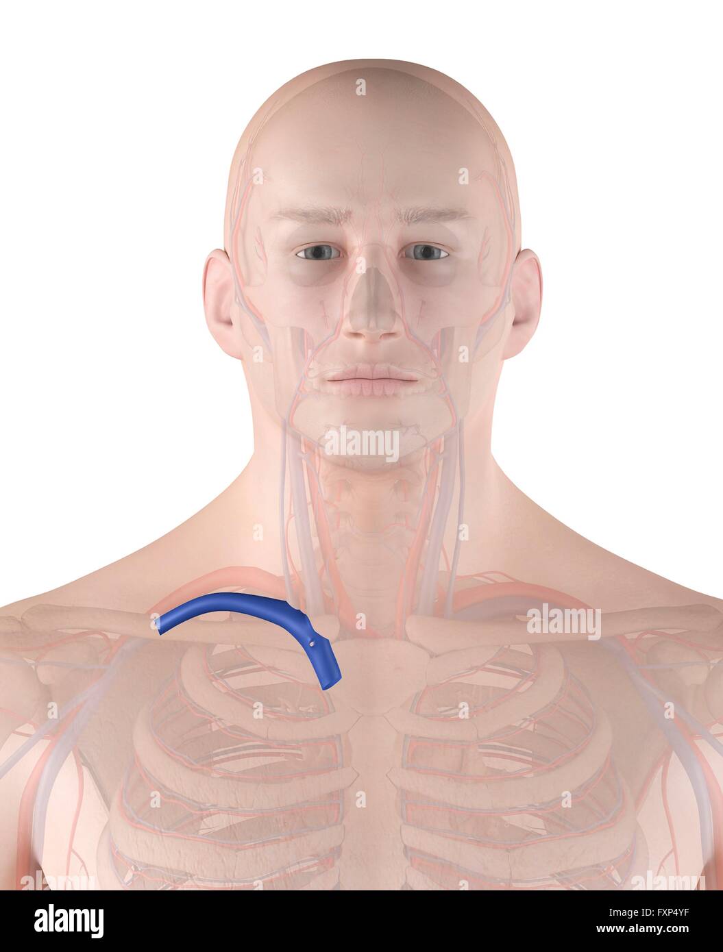 Human vein, computer illustration Stock Photo - Alamy