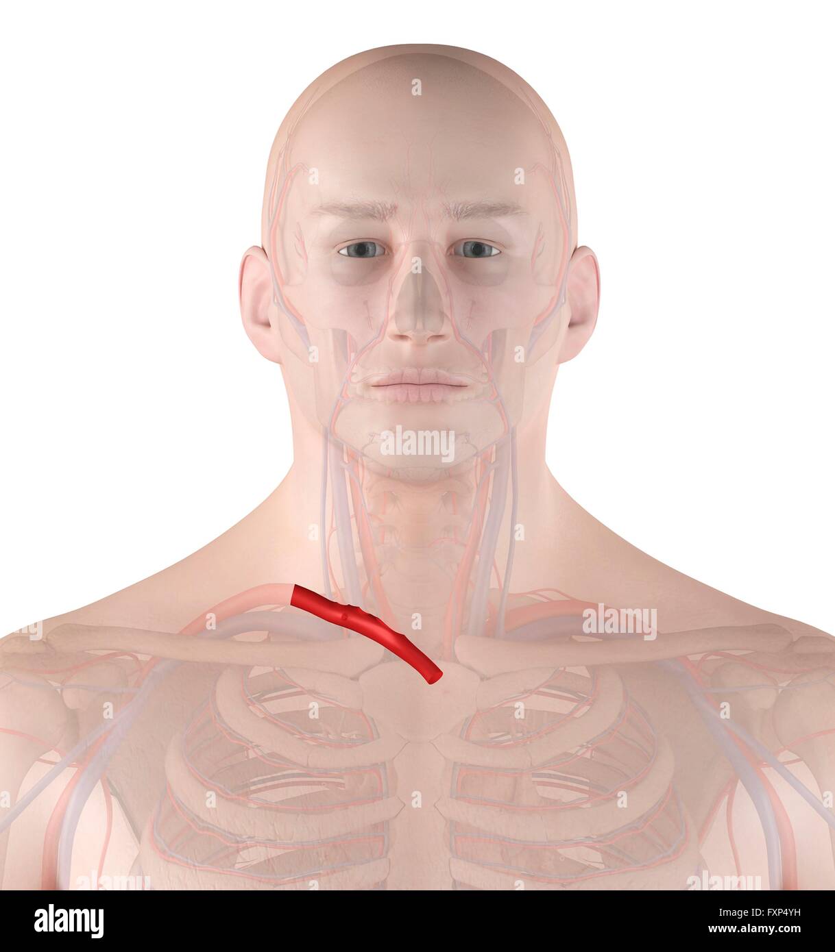 Human neck artery hi-res stock photography and images - Alamy