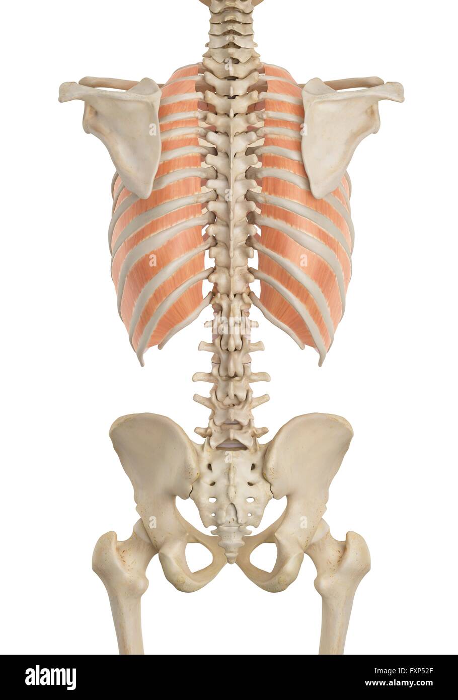 Human chest muscles, computer illustration Stock Photo - Alamy