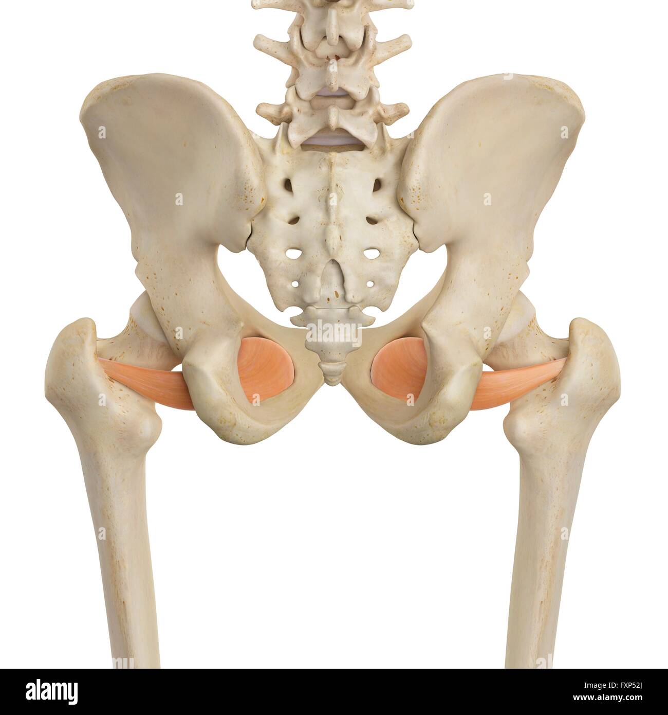 Human hip muscles, computer illustration Stock Photo - Alamy