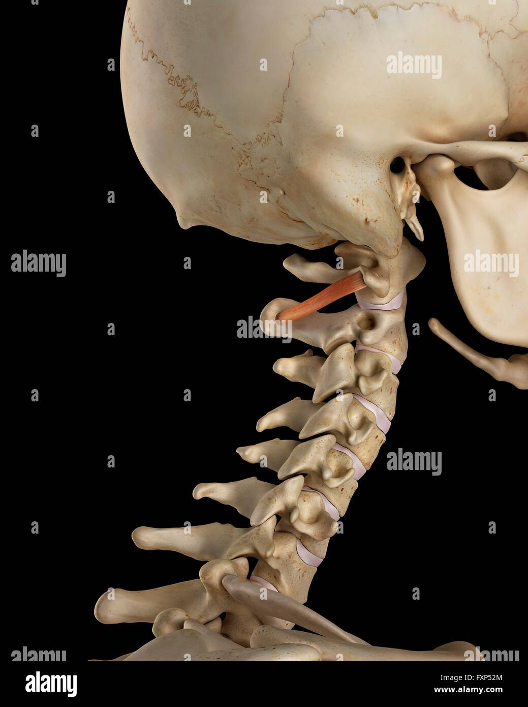 Human neck muscles, computer illustration Stock Photo - Alamy