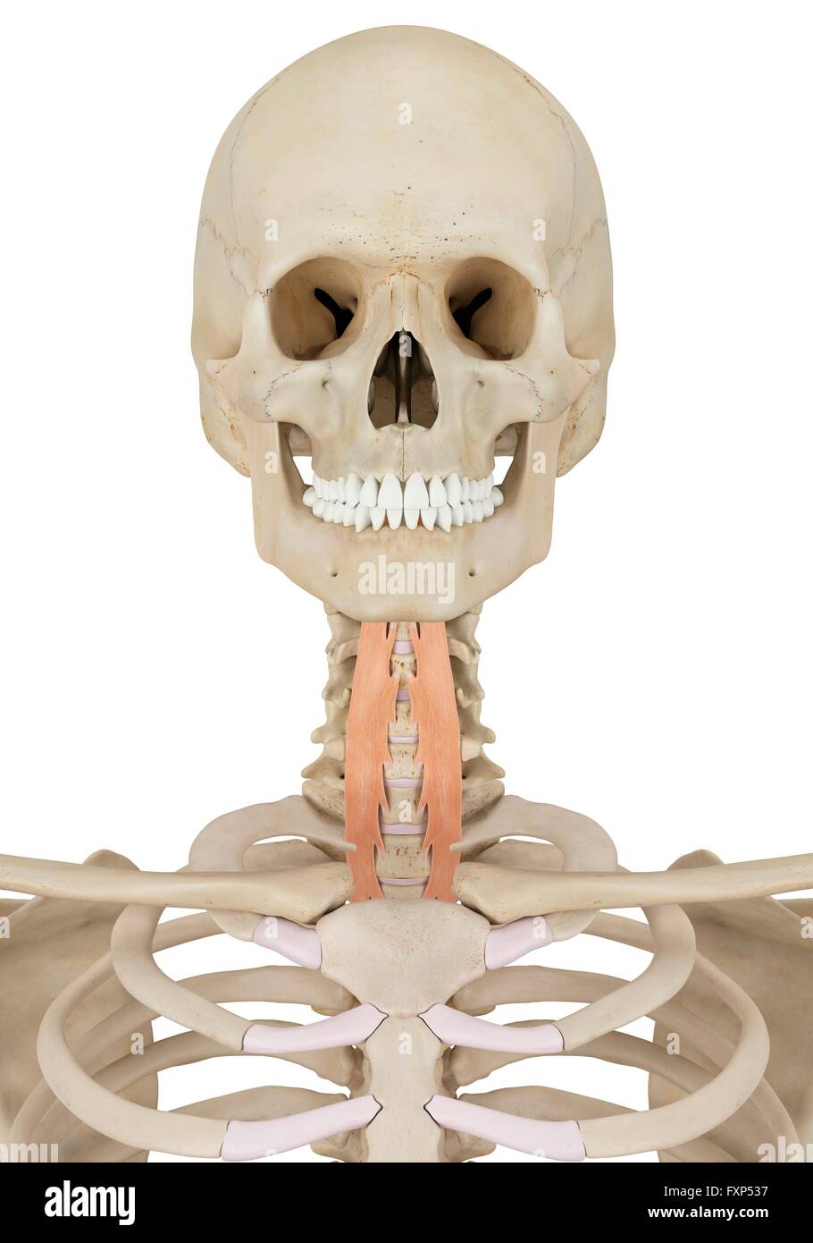 Human neck muscles, computer illustration Stock Photo - Alamy