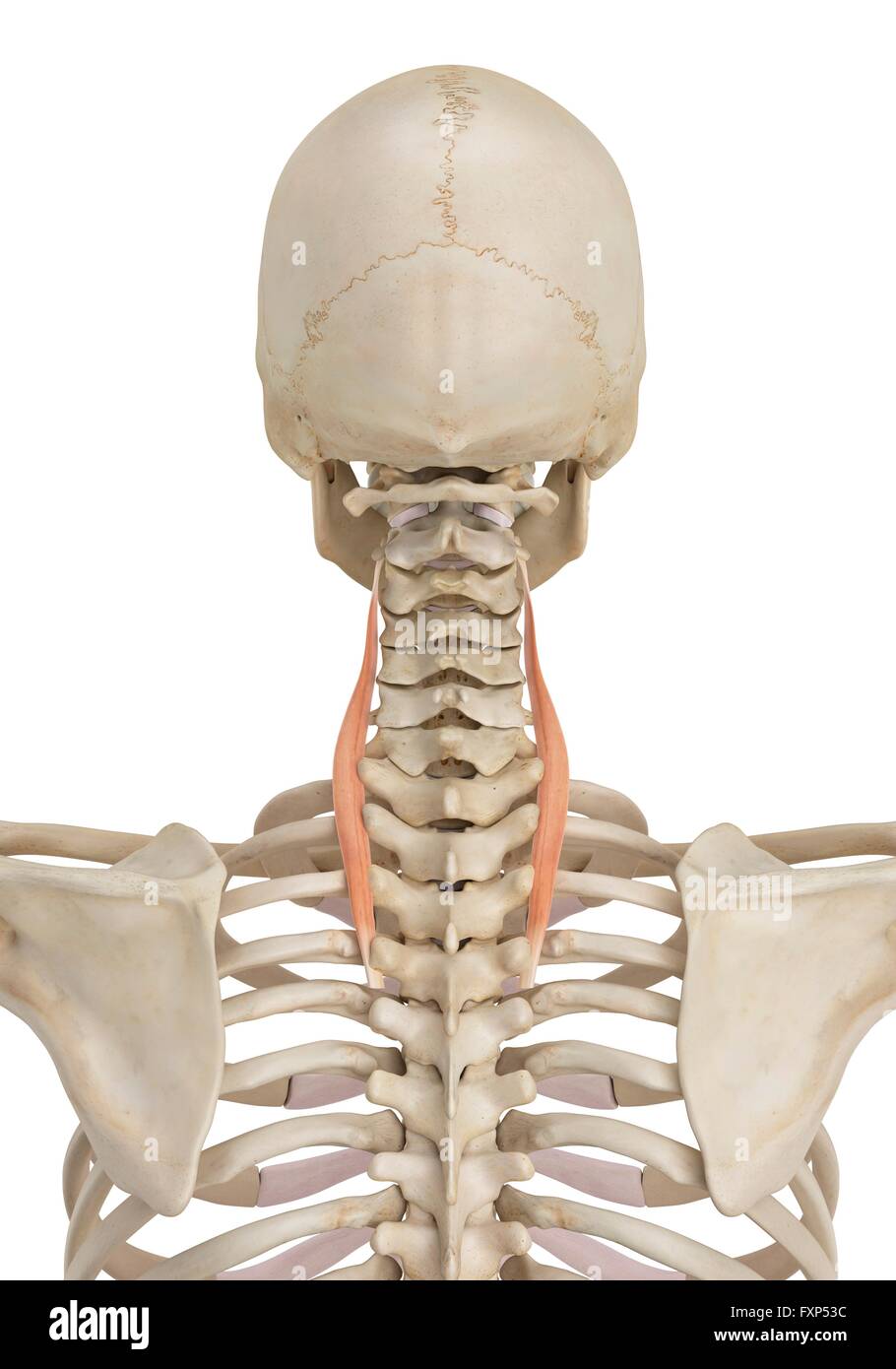 Human neck muscles hi-res stock photography and images - Alamy
